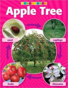 Apple Tree Life Cycle Photo Chart – englishwooks