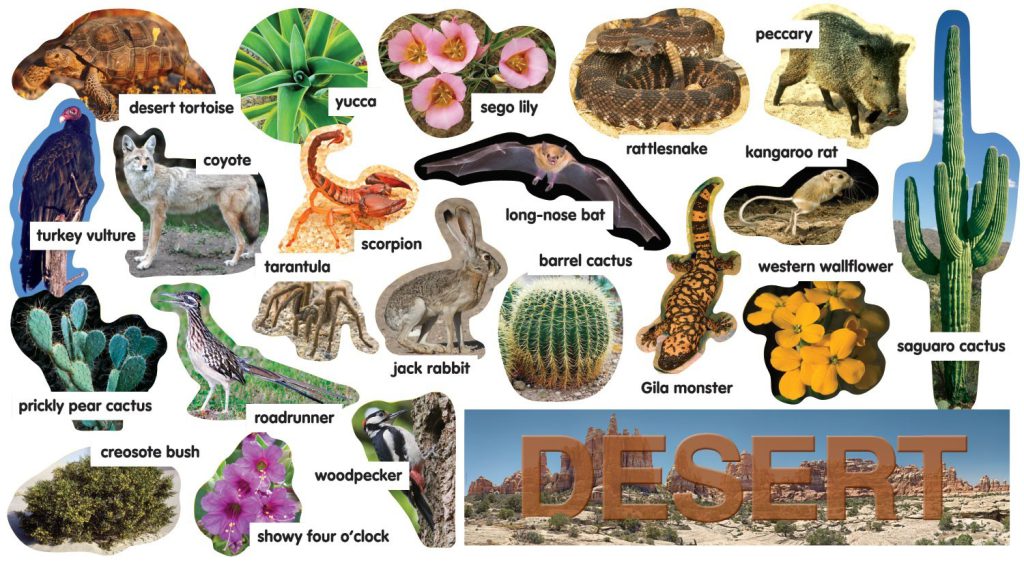 Desert Plants & Animals – englishwooks