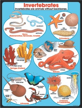 Invertebrates chart – englishwooks