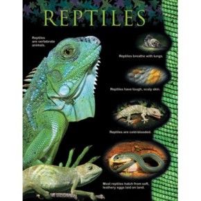 Reptiles Animal classification – englishwooks